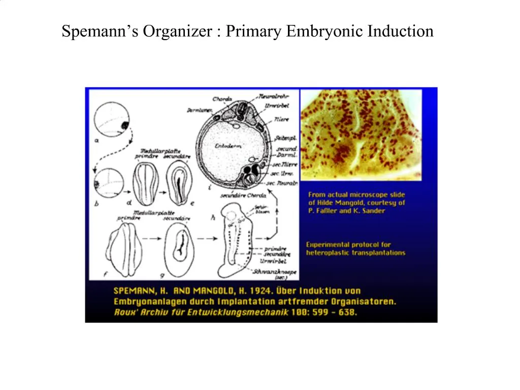 PPT - Spemann s Organizer : Primary Embryonic Induction PowerPoint ...