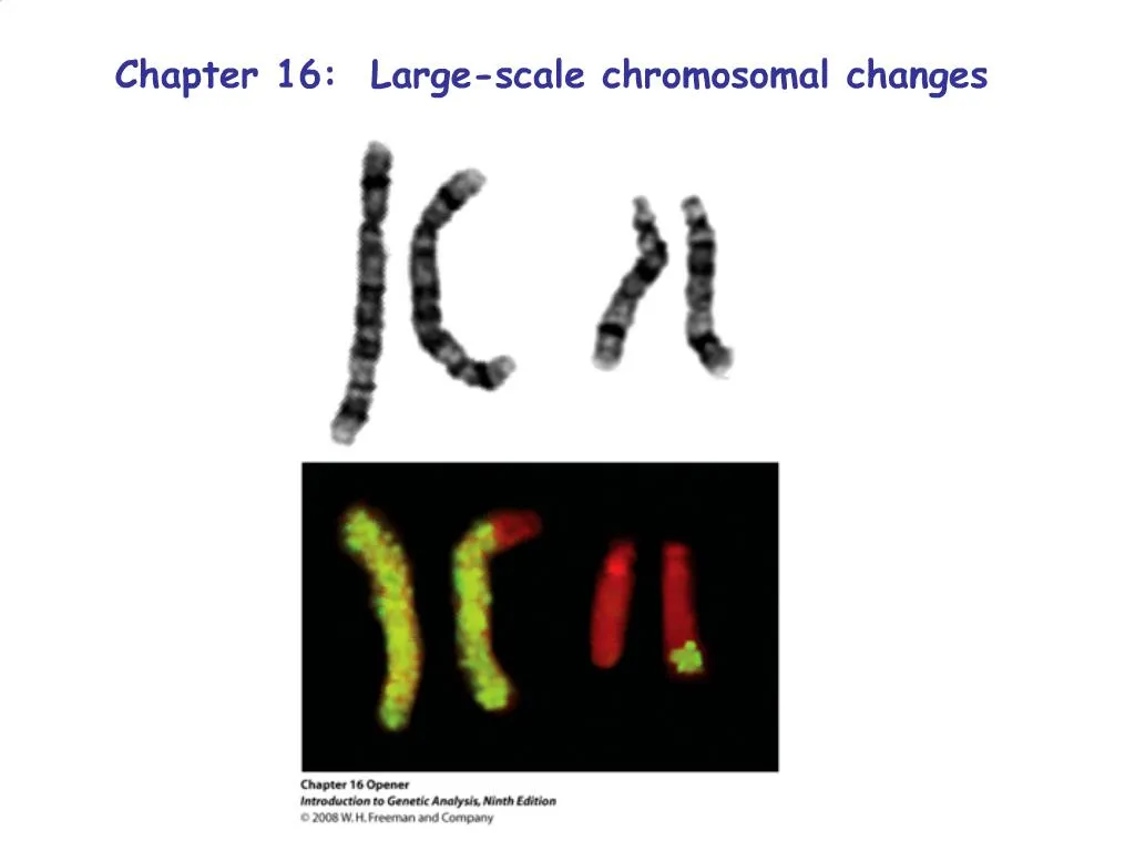 PPT - Chapter 16: Large-scale chromosomal changes PowerPoint ...