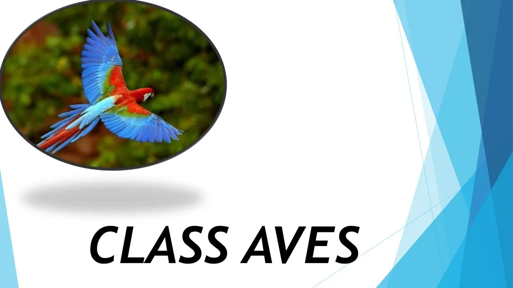 PPT - CLASS AVES PowerPoint Presentation, free download - ID:591089