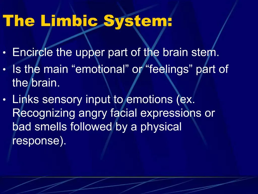 PPT - The Limbic System: PowerPoint Presentation, free download - ID:591215