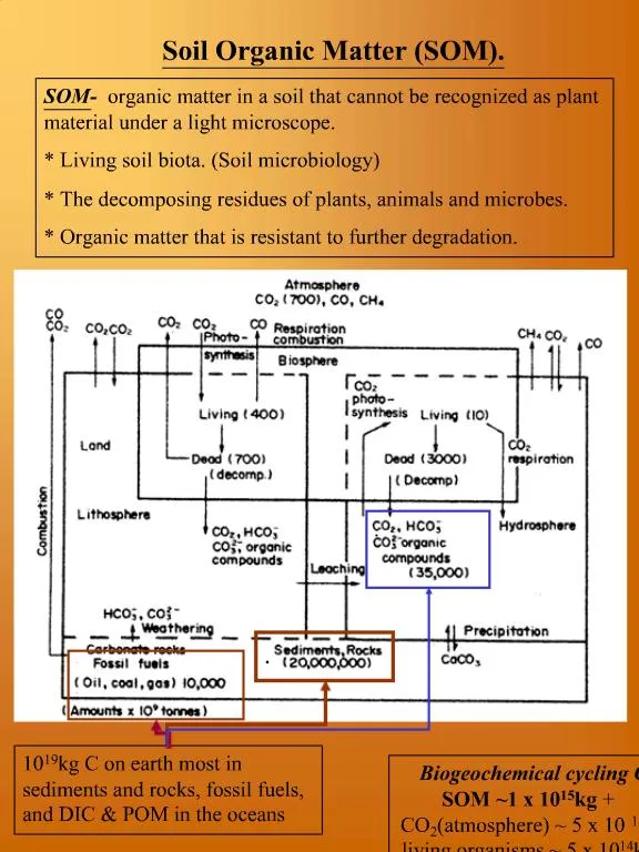 PPT - Soil Organic Matter SOM. PowerPoint Presentation, free download ...