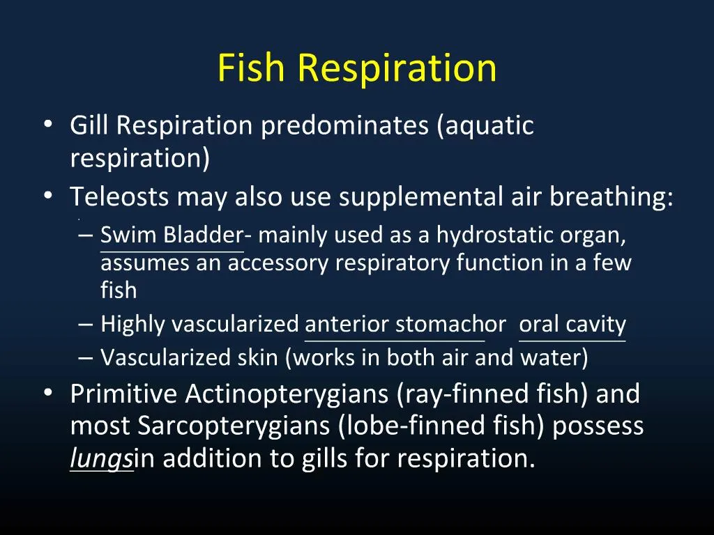 PPT - Fish Respiration PowerPoint Presentation, free download - ID:598049