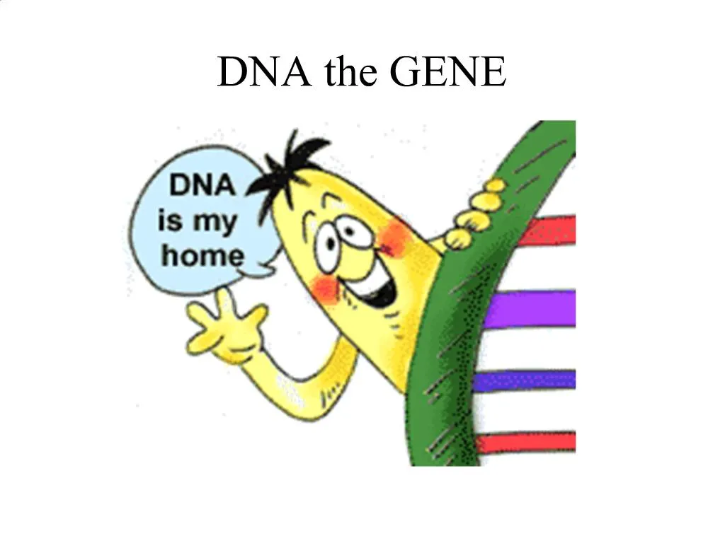 PPT - DNA the GENE PowerPoint Presentation, free download - ID:598138