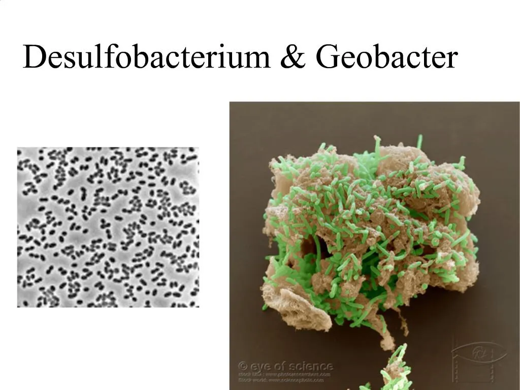 PPT - Desulfobacterium Geobacter PowerPoint Presentation, free download ...