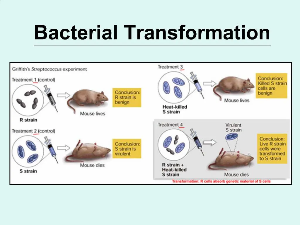 PPT - Bacterial Transformation PowerPoint Presentation, free download ...