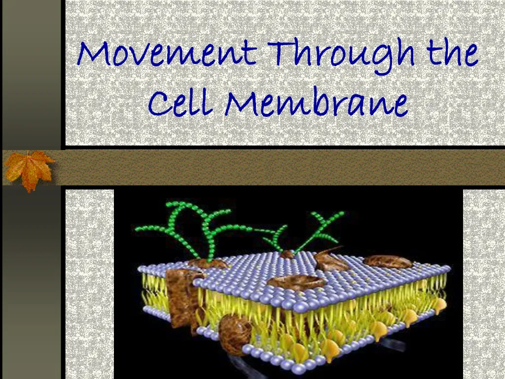 PPT - Movement Through the Cell Membrane PowerPoint Presentation, free ...
