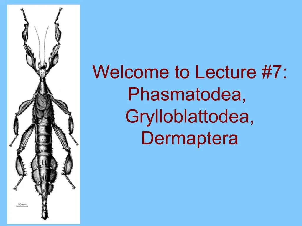 PPT - Welcome to Lecture 7: Phasmatodea, Grylloblattodea, Dermaptera PowerPoint Presentation ...