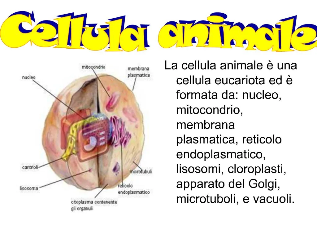 PPT - La cellula animale una cellula eucariota ed formata da: nucleo, mitocondrio, membrana ...