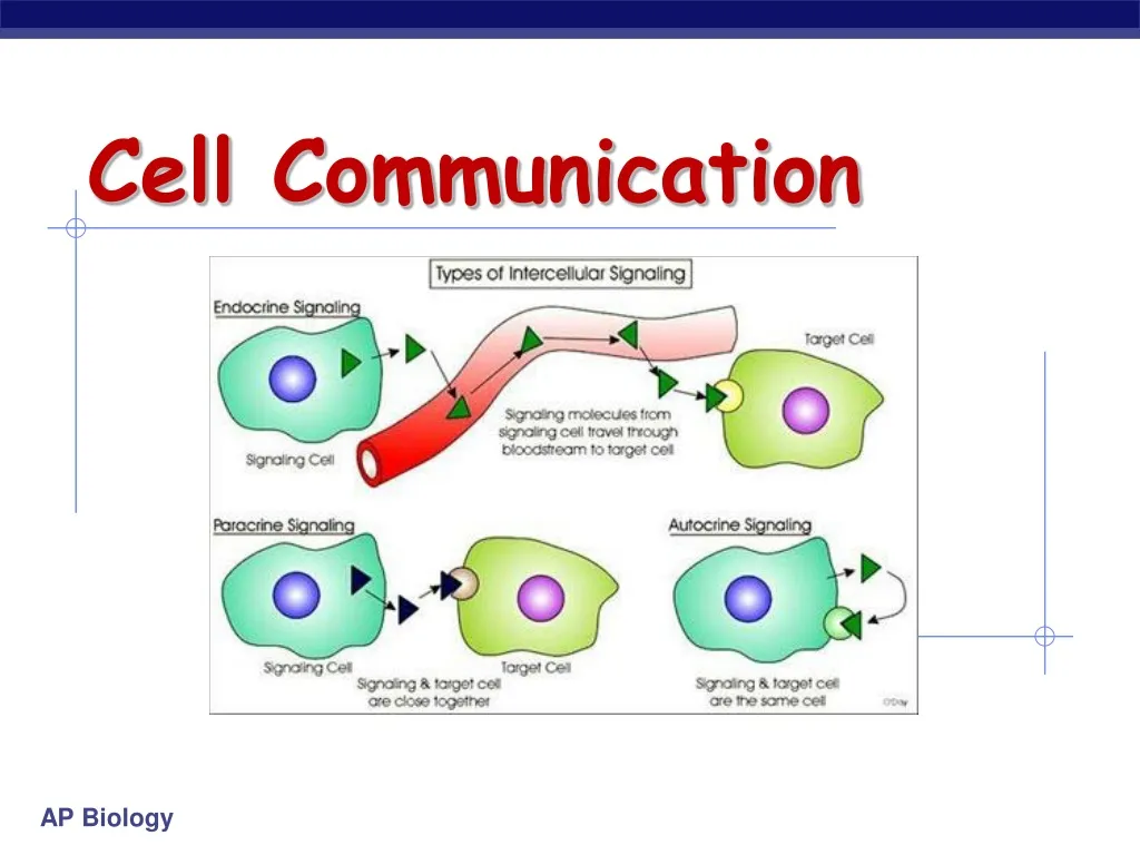 PPT - Cell Communication PowerPoint Presentation, free download - ID:640562