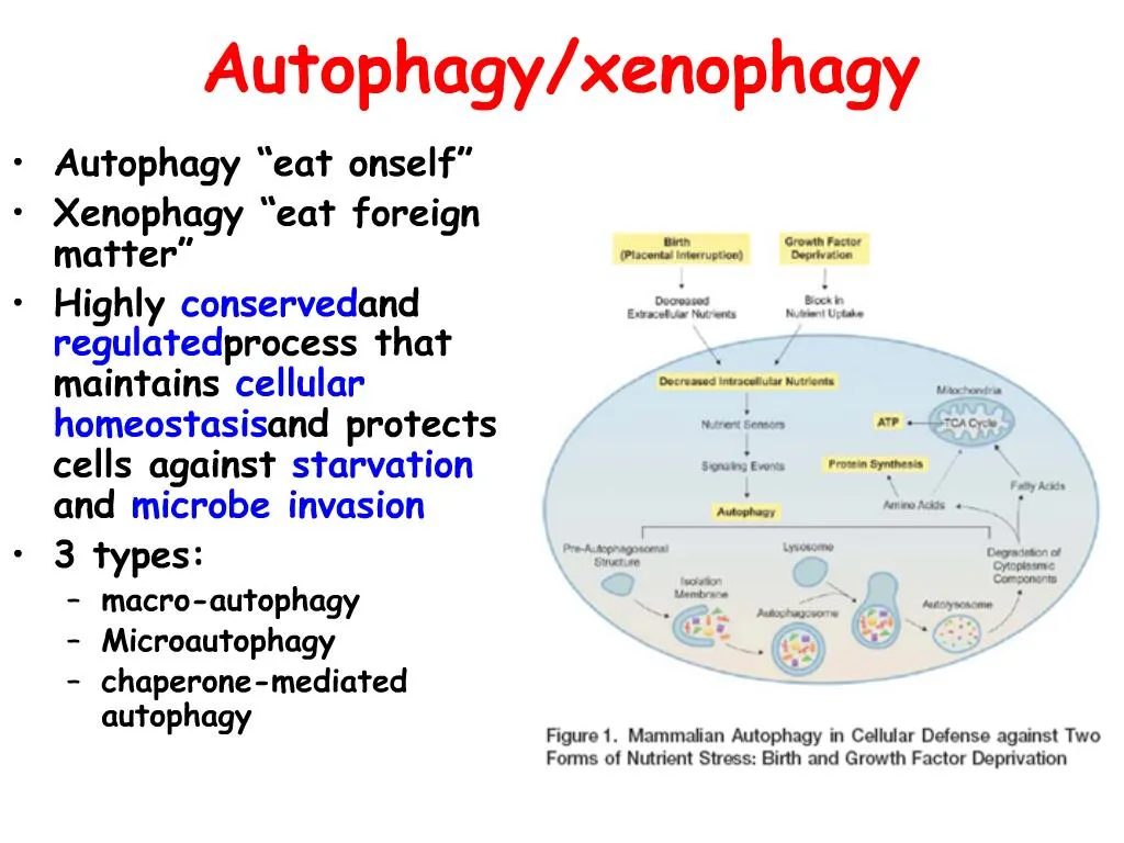 PPT - Autophagy PowerPoint Presentation, free download - ID:642864