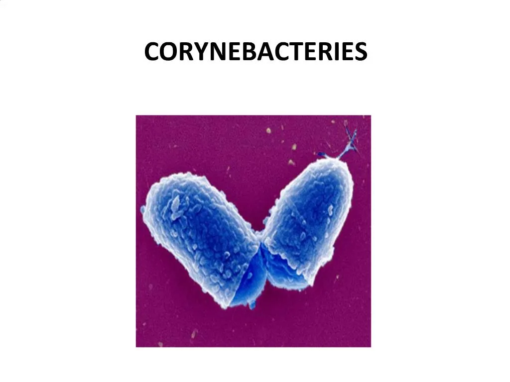 PPT - CORYNEBACTERIES PowerPoint Presentation, free download - ID:656913