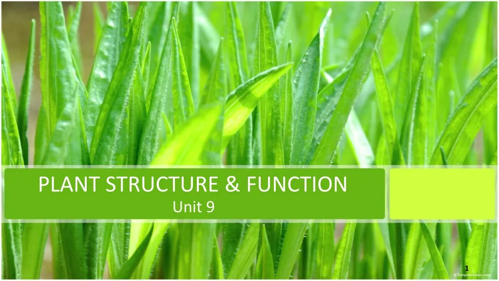 PPT - PLANT STRUCTURE & FUNCTION PowerPoint Presentation, free download ...
