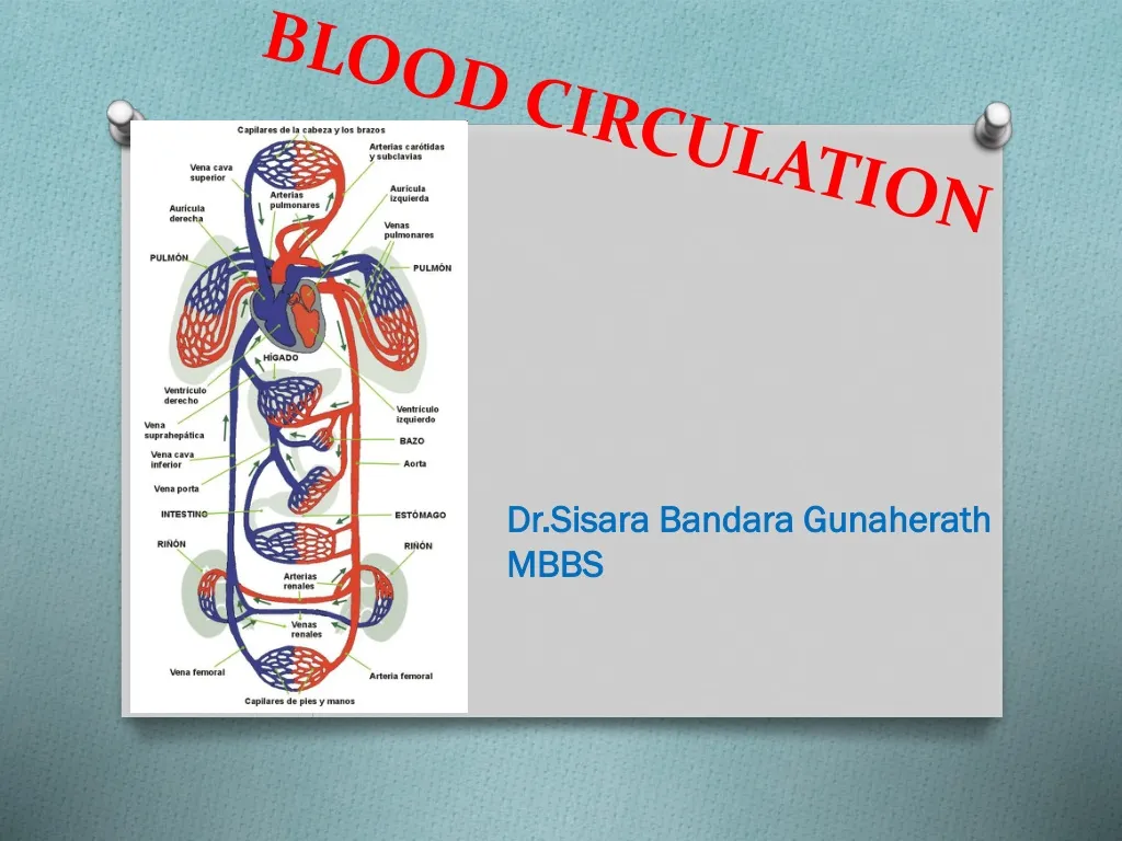 PPT - BLOOD CIRCULATION PowerPoint Presentation, free download - ID:660877