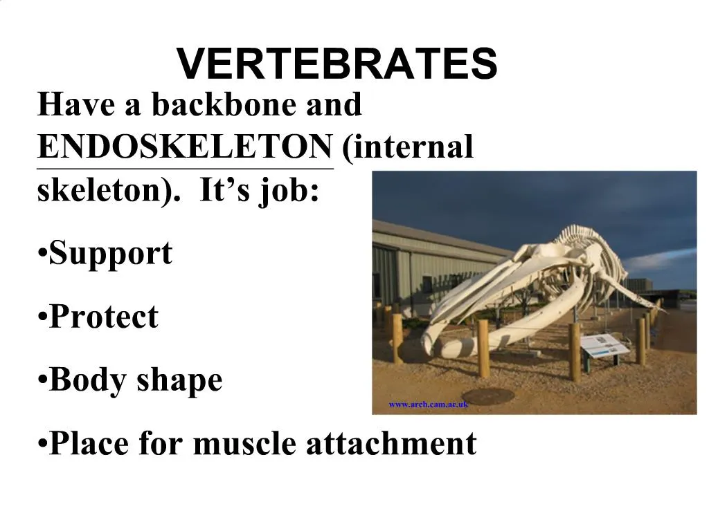 PPT - Have a backbone and ENDOSKELETON internal skeleton. It s job ...