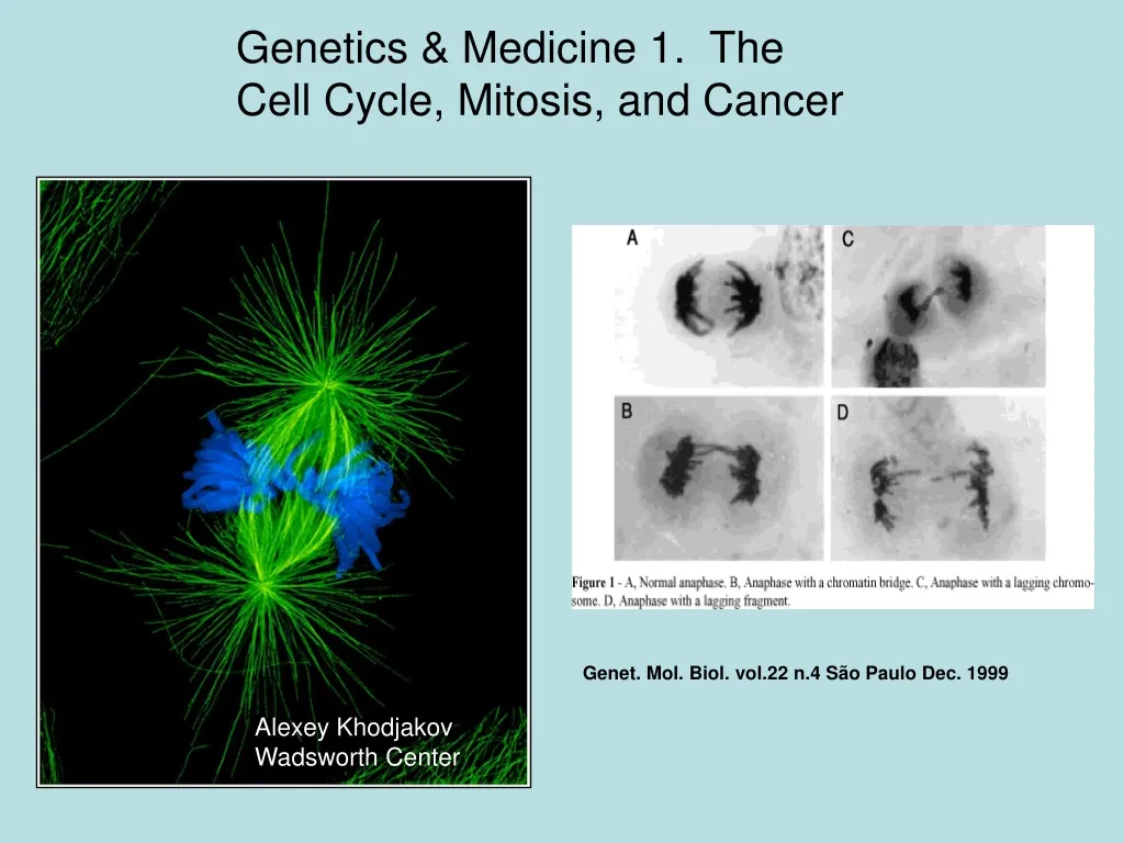 PPT - Genetics & Medicine 1. The Cell Cycle, Mitosis, and Cancer ...