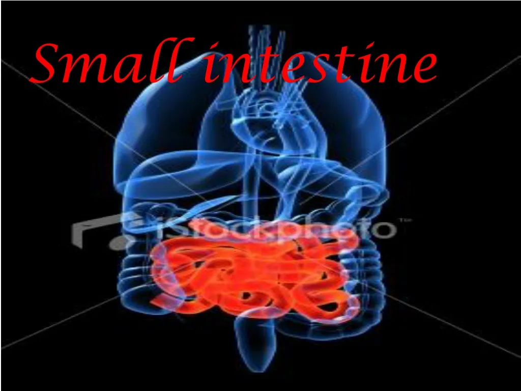 PPT - Small intestine PowerPoint Presentation, free download - ID:694615