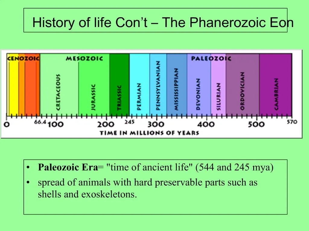 PPT - History of life Con t The Phanerozoic Eon PowerPoint Presentation - ID:696395