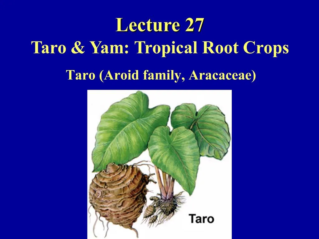 PPT - Lecture 27 Taro Yam: Tropical Root Crops PowerPoint Presentation ...