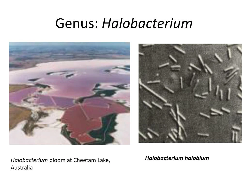 PPT - komposisi sel archae PowerPoint Presentation - ID:7130746