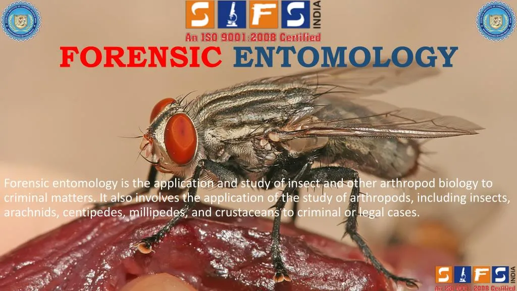 PPT - Advance Courses of Forensic Entomology - SIFS INDIA PowerPoint ...
