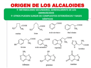 PPT - alcaloides PowerPoint Presentation - ID:7164340