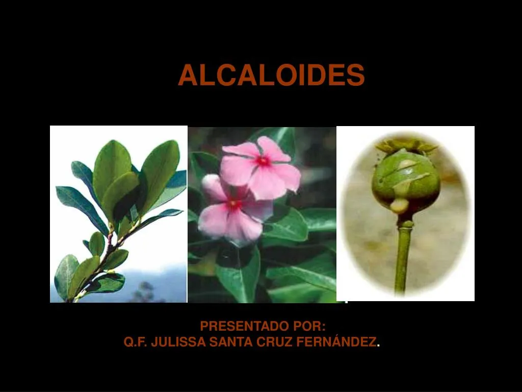PPT - alcaloides PowerPoint Presentation, free download - ID:7164340