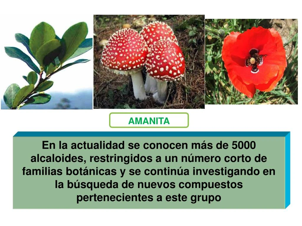 PPT - alcaloides PowerPoint Presentation - ID:7164340