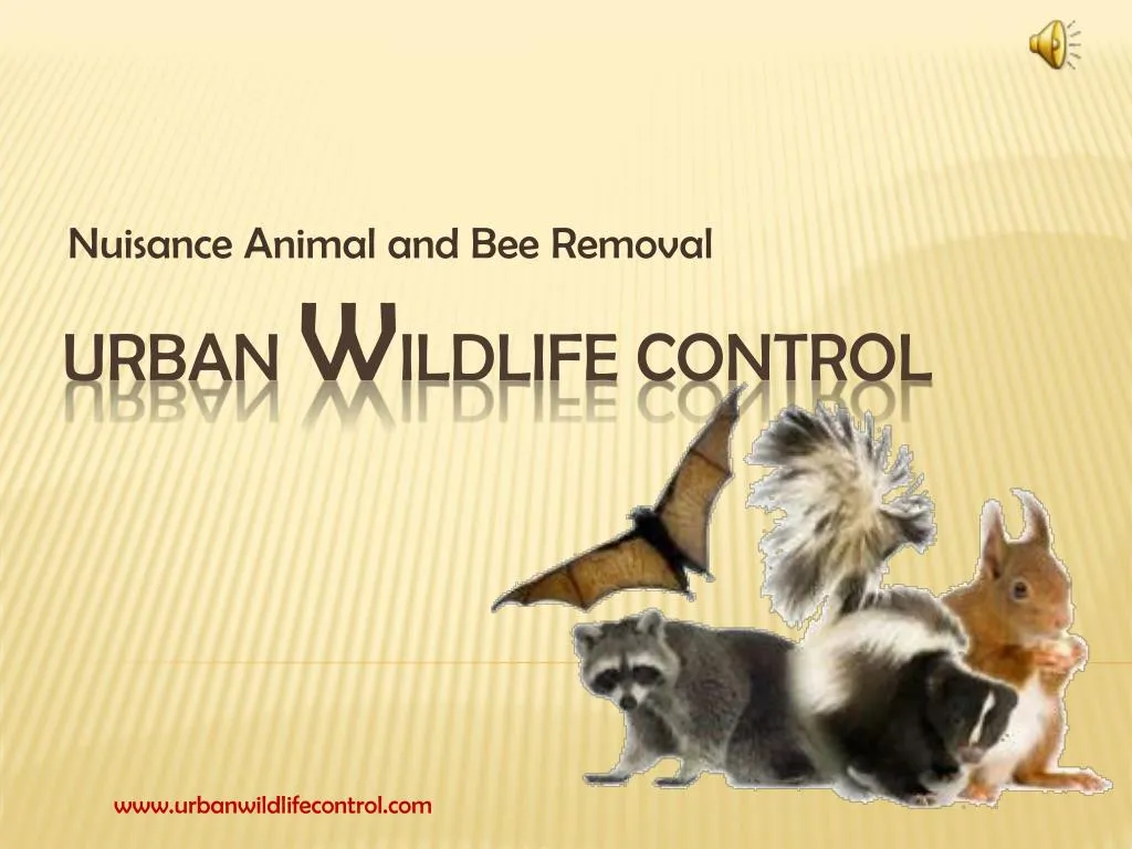 PPT - Wasp Pest Control- To Remove Unwanted Guest at Your Home ...