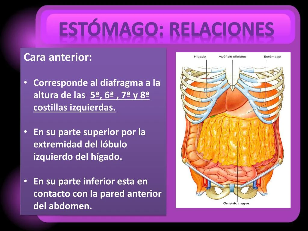 PPT - PRESENTACIÓN DE ESÓFAGO Y ESTOMAGO CLASE DE LA PROFE. ESMIRNA ...