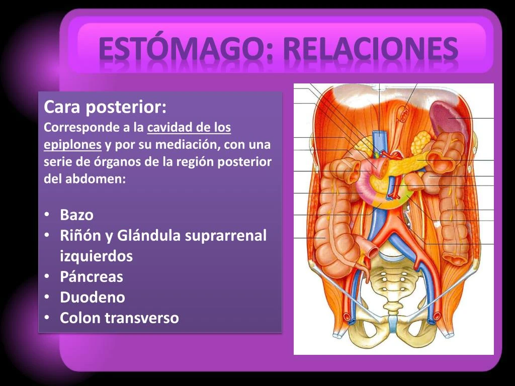 PPT - PRESENTACIÓN DE ESÓFAGO Y ESTOMAGO CLASE DE LA PROFE. ESMIRNA ...