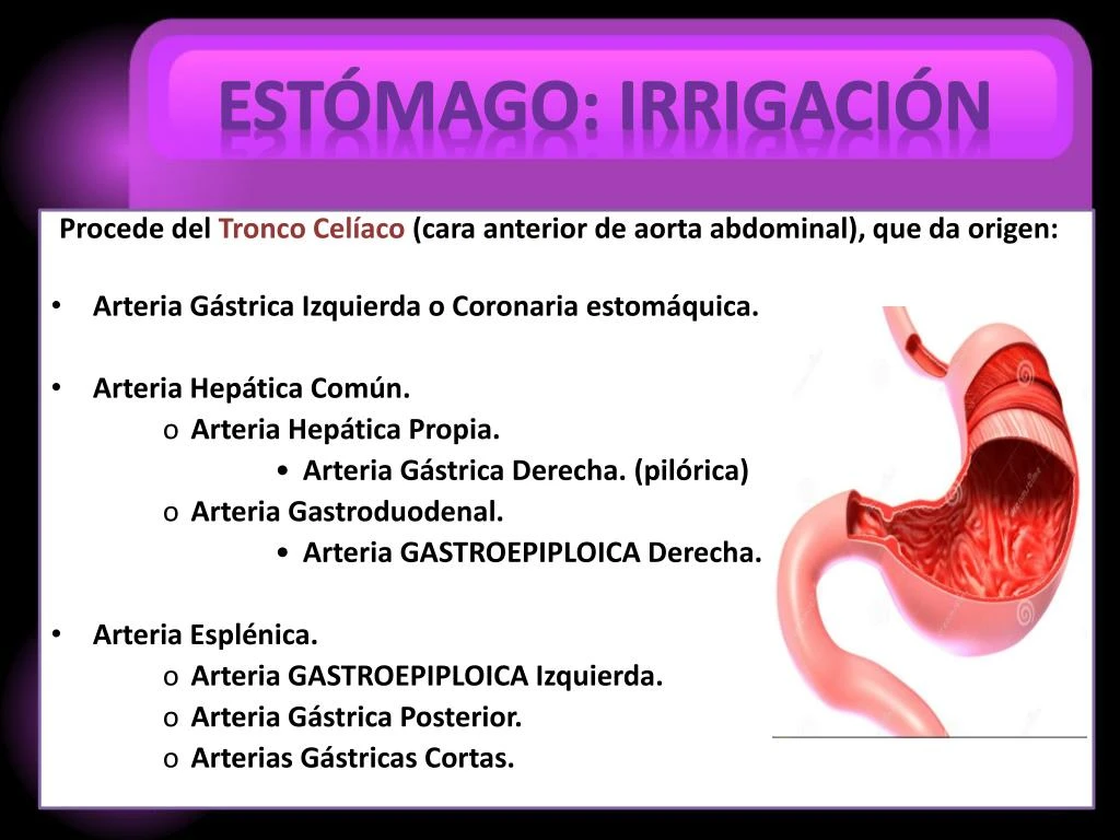 PPT - PRESENTACIÓN DE ESÓFAGO Y ESTOMAGO CLASE DE LA PROFE. ESMIRNA ...