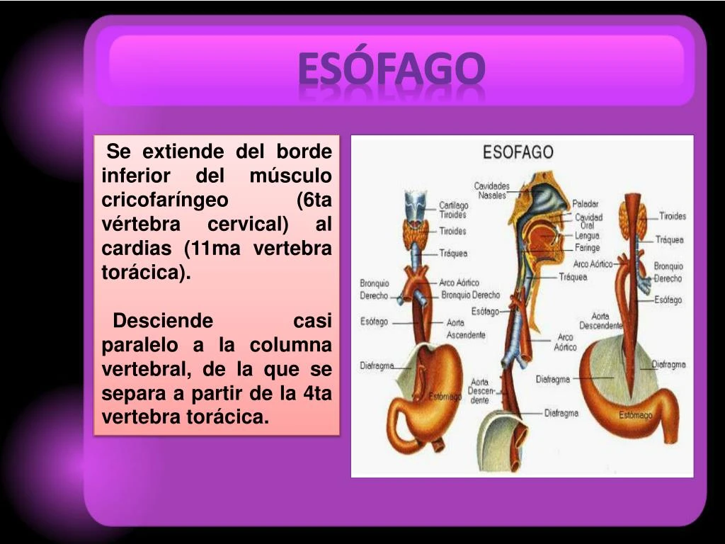 PPT - PRESENTACIÓN DE ESÓFAGO Y ESTOMAGO CLASE DE LA PROFE. ESMIRNA ...