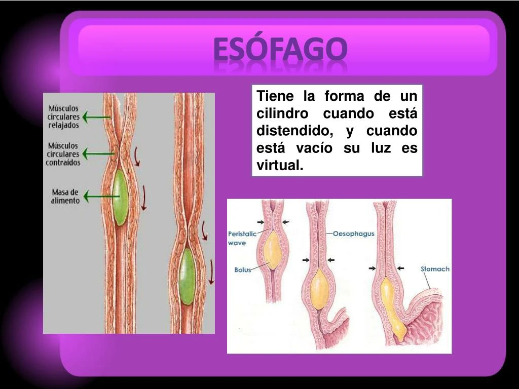 PPT - PRESENTACIÓN DE ESÓFAGO Y ESTOMAGO CLASE DE LA PROFE. ESMIRNA ...