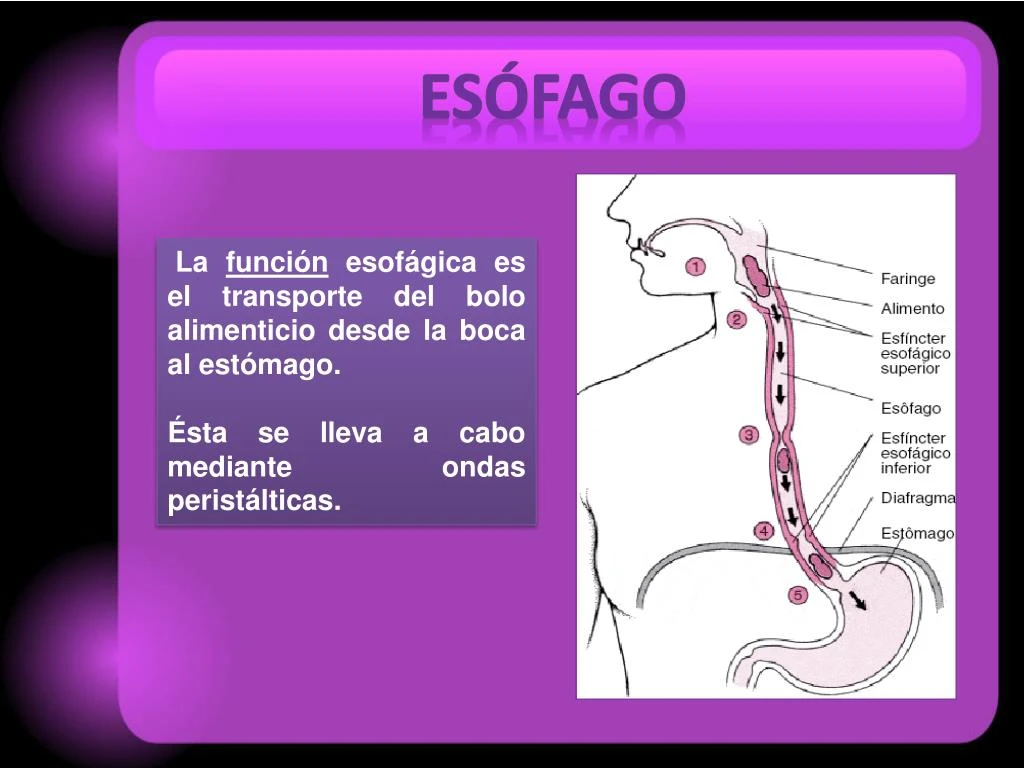 PPT - PRESENTACIÓN DE ESÓFAGO Y ESTOMAGO CLASE DE LA PROFE. ESMIRNA ...