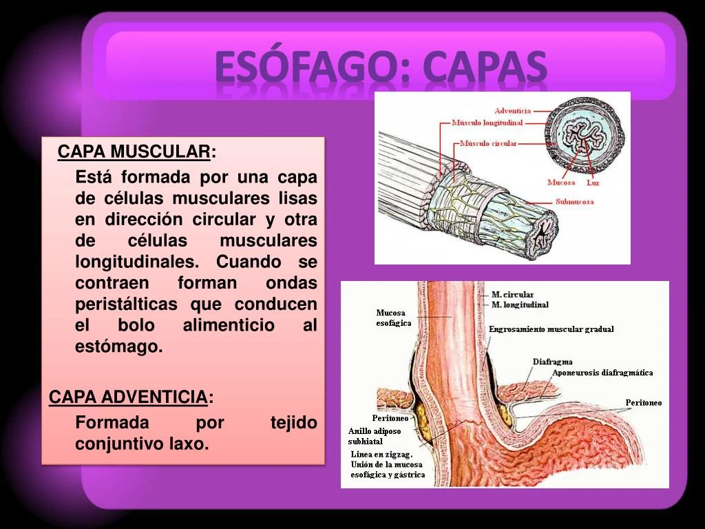 PPT - PRESENTACIÓN DE ESÓFAGO Y ESTOMAGO CLASE DE LA PROFE. ESMIRNA ...
