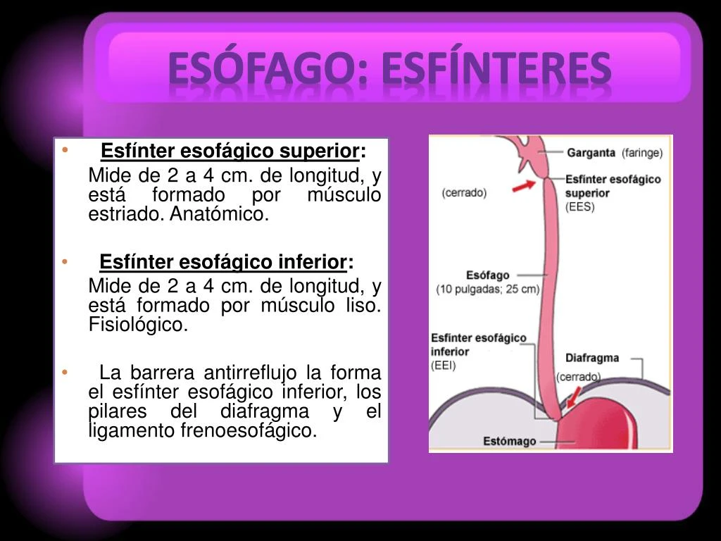 PPT - PRESENTACIÓN DE ESÓFAGO Y ESTOMAGO CLASE DE LA PROFE. ESMIRNA ...