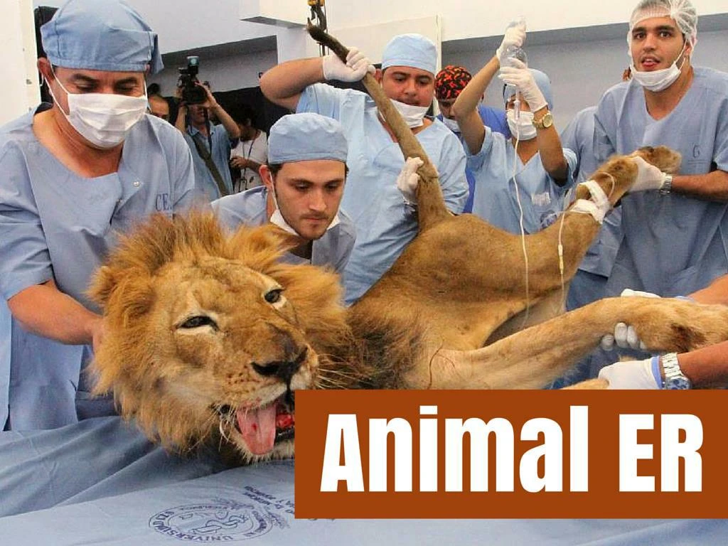 PPT - Animal ER PowerPoint Presentation, free download - ID:7185096