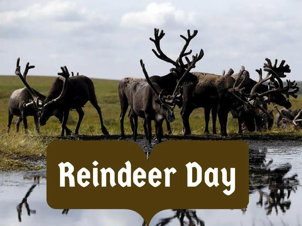 PPT - Reindeer Day PowerPoint Presentation, free download - ID:7186520