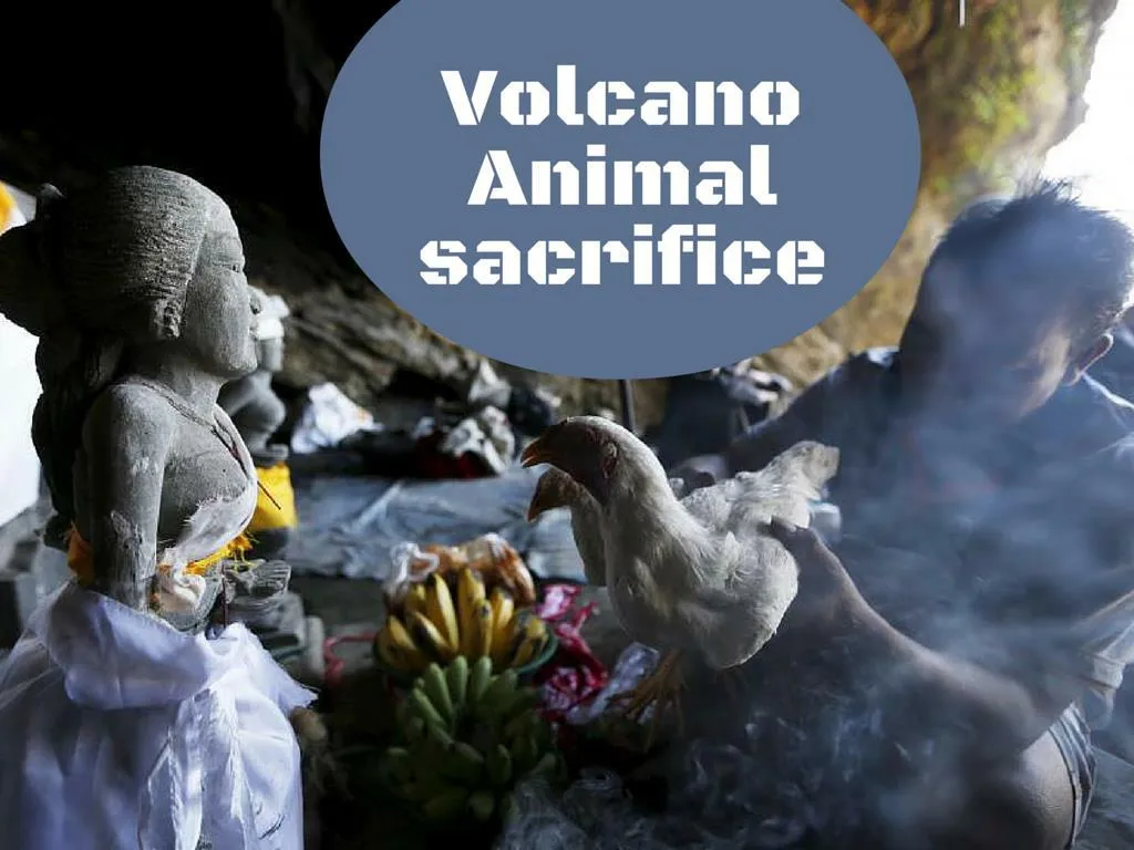 PPT - Volcano animal sacrifice PowerPoint Presentation, free download ...