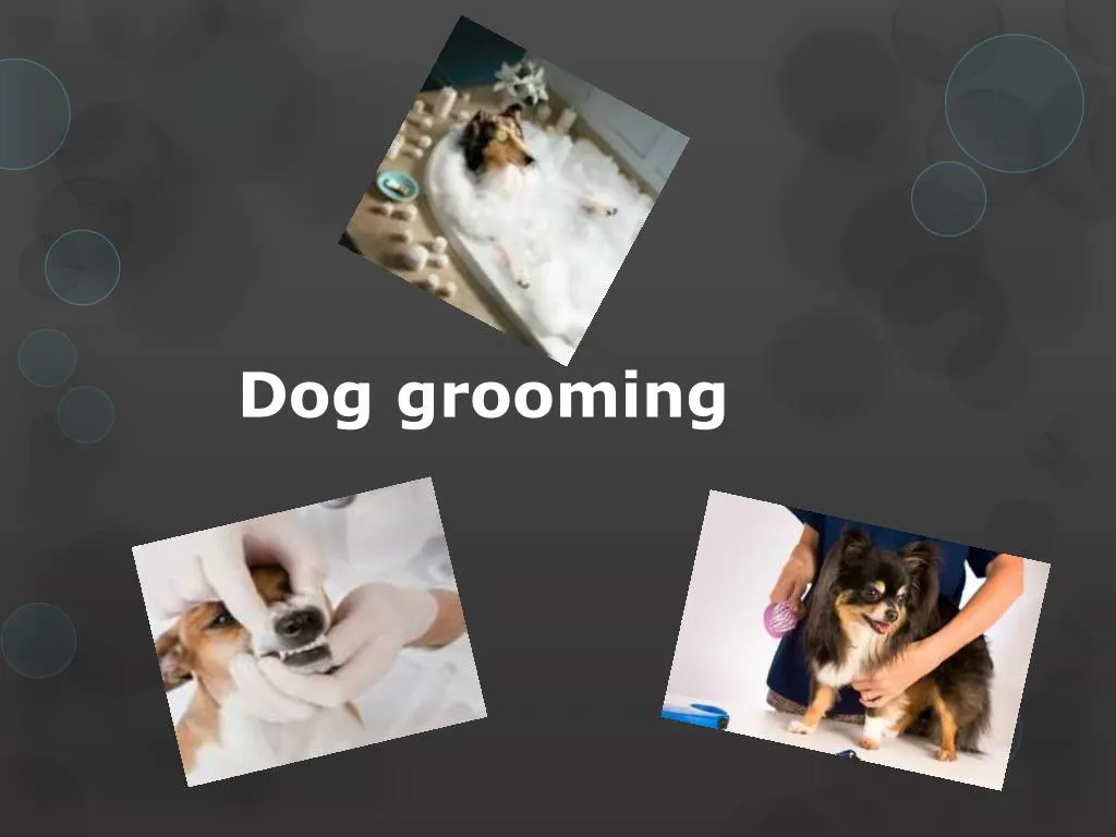 PPT - Dog grooming PowerPoint Presentation, free download - ID:7239740