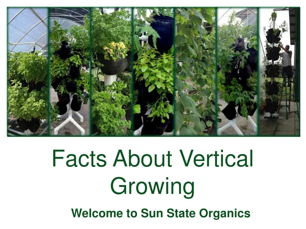 PPT - Facts about Vertical Growing PowerPoint Presentation, free ...