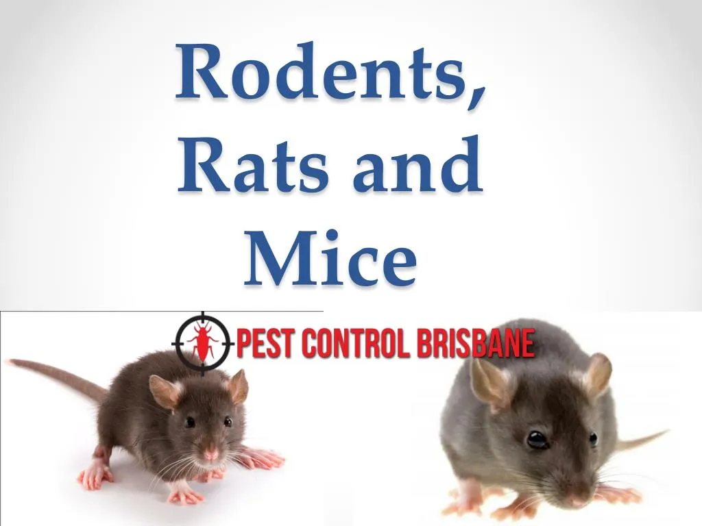 PPT - Rodents, Rats and Mice PowerPoint Presentation, free download ...