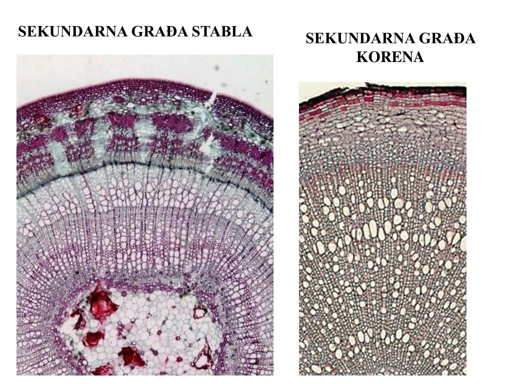 PPT - Morfologija biljaka PowerPoint Presentation - ID:7252945