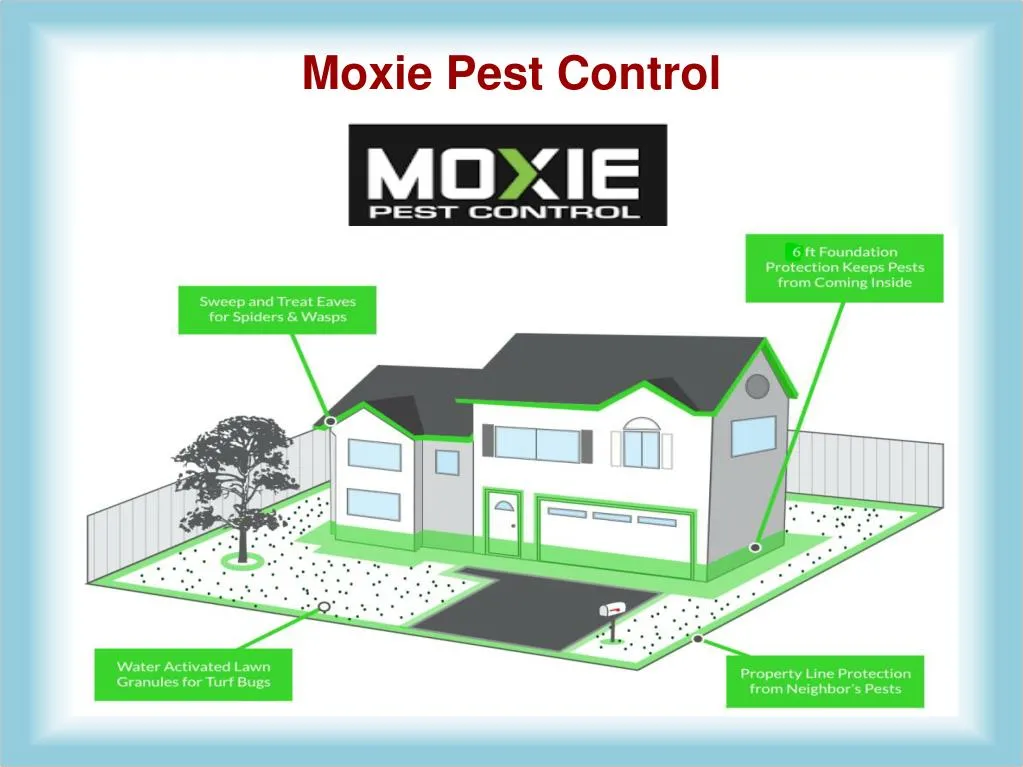 PPT - Pest Control Chandler PowerPoint Presentation, free download - ID ...