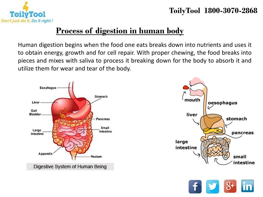 PPT - - Prevent Indigestion Problems with ToilyTool Foot Stool ...