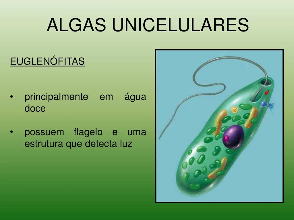 PPT - capítulo 7 Reino PROTOCTISTA PowerPoint Presentation - ID:7293891