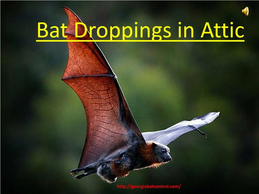 PPT - Bat Droppings in Attic PowerPoint Presentation, free download ...