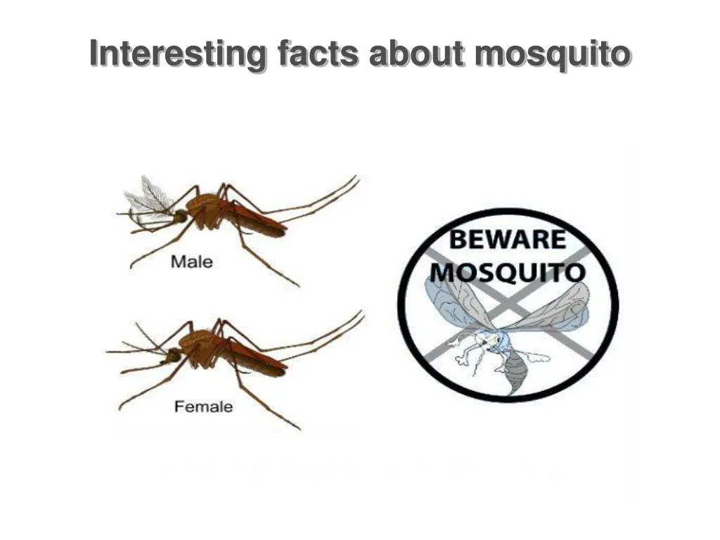 PPT - Some interesting facts about mosquito PowerPoint Presentation ...