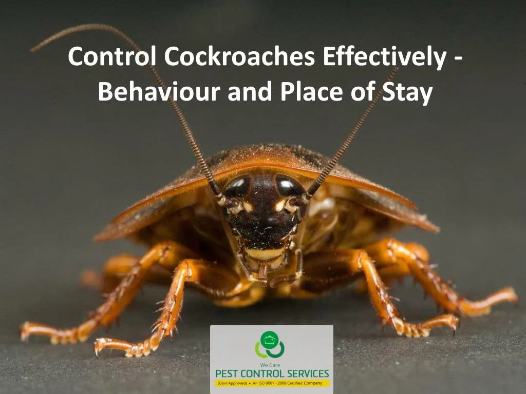 PPT - Control Cockroaches Effectively - Behaviour and Place of Stay ...