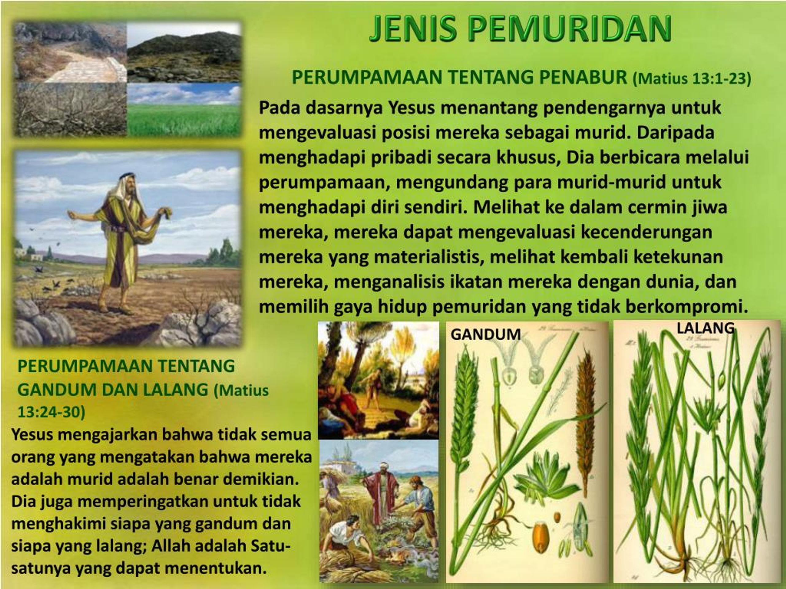PPT - Pemuridan PowerPoint Presentation, free download - ID:7366842